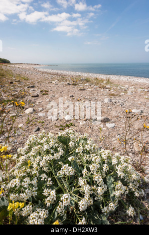 Sea Kale on a Welsh Beach Stock Photo - Alamy