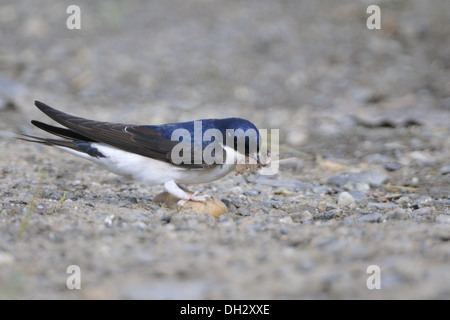 Common House Martin Stock Photo - Alamy