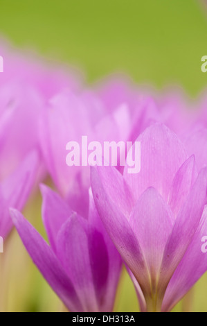 Crocuses (Crocus sp.), purple flowers in Springtime, Bavaria, Germany ...