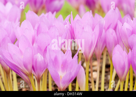 Autumn Crocus (Colchicum sp.) in flower Stock Photo - Alamy
