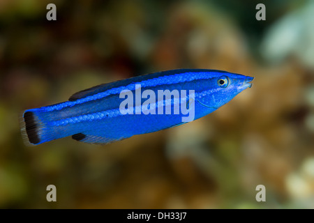 Fourline Wrasse (Larabicus quadrilineatus) - Marine Fish Stock Photo ...