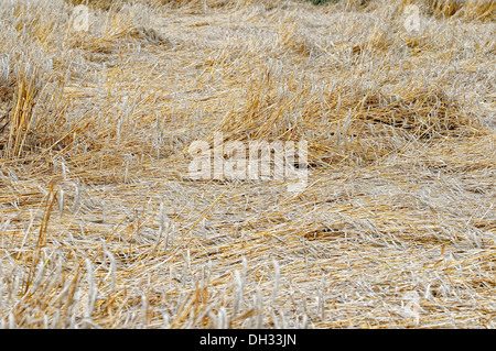 a hail damage to crops on field hail damage to crops on field Stock ...