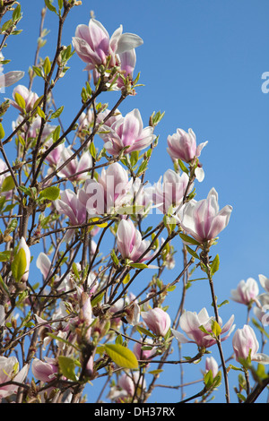 A vertical shot of a small pink magnolia flower in a selective focus on ...