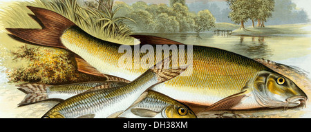 The common barbel, Barbus barbus, is a species of freshwater fish ...