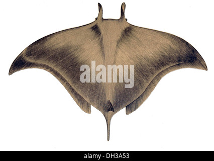 Devil fish (Mobula mobular), also known as the giant devil ray Stock ...
