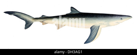 The blue shark (Prionace glauca), also known as the great blue shark ...