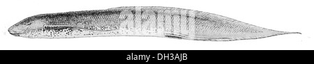 African Lungfish (Protopterus aethiopicus) in Africa Stock Photo - Alamy