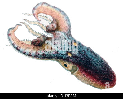 Tremoctopus violaceus Merculiano Stock Photo - Alamy