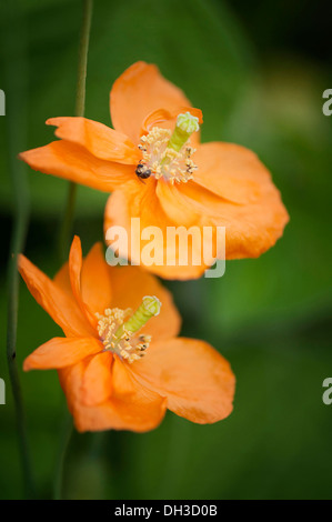 Spanish Poppy (Papaver rupifragum Stock Photo - Alamy