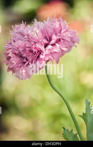 Double pink opium poppy, Papaver somniferum growing in a garden in ...