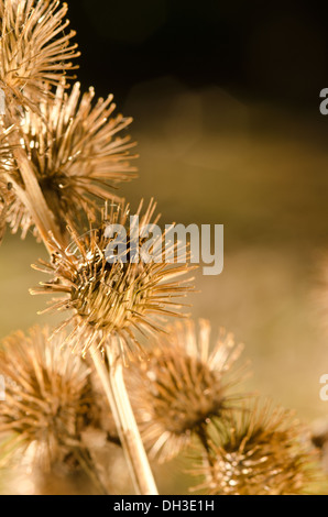 seed fruit cases of burdock plant whose hook tipped burrs inspired the ...