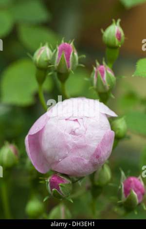 Rambler-Rose Rosa Raubritter, Rambler Rose Pink Raubritter Stock Photo ...