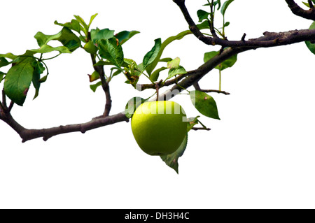 Green apple hanging from a limb Stock Photo - Alamy
