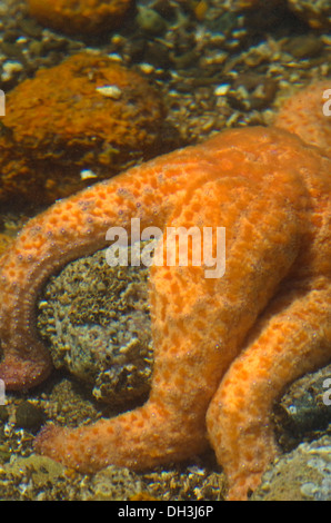 Starfish Puget Sound Washington State Stock Photo - Alamy