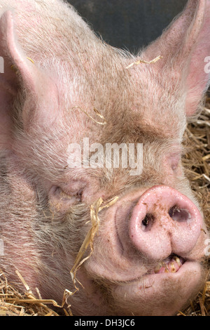 Middle White boar Stock Photo - Alamy