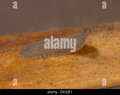 Duck leech Stock Photo - Alamy