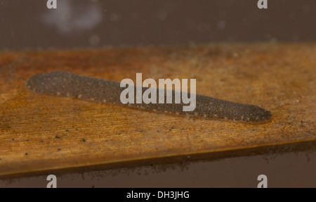 A duck leech Theromyzon tessulatum underwater. Taken in a photographic ...