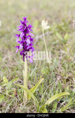 Orchis mascula Male orchid Stock Photo - Alamy