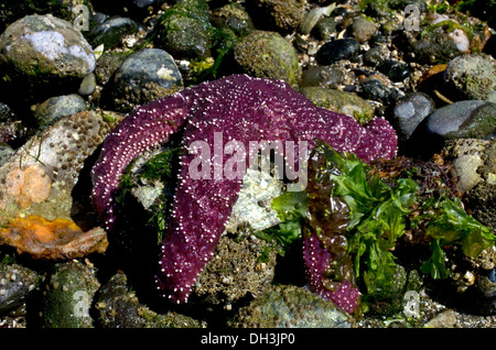 Starfish Puget Sound Washington State Stock Photo - Alamy