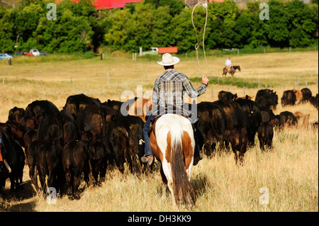 cowboy lasso horse cattle herd of cattle herd USA America North America ...