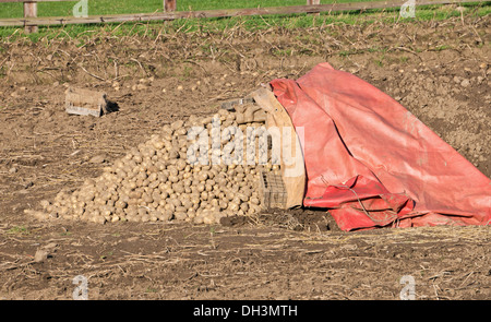 Potato clamp under construction, Beamish museum north east England UK ...