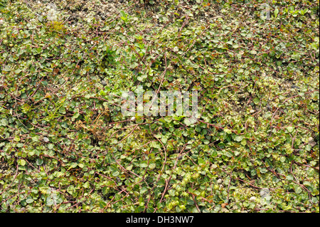 Mitchella repens L Mitchella repens L Stock Photo - Alamy