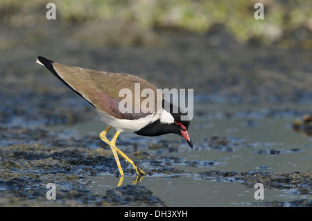Red-wattled lapwing (Vanellus indicus) in flight. India Stock Photo - Alamy