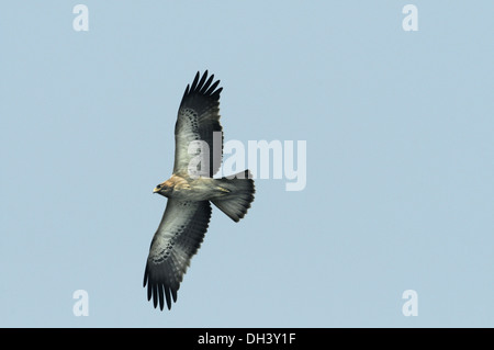 booted eagle (Hieraaetus pennatus), in soaring flight in the blue sky ...