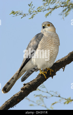 Shikra Hawk bird of prey, Accipiter Badius, in Ranthambhore National ...
