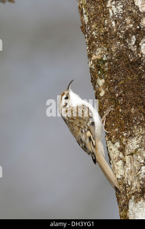Treecreeper Certhia familiaris Stock Photo - Alamy