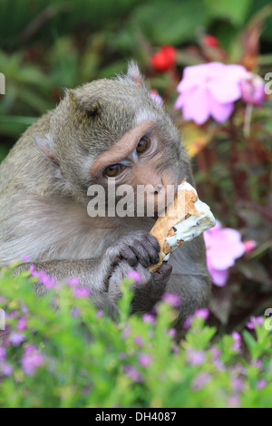 Monkey eating ice cream in nepal Stock Photo - Alamy