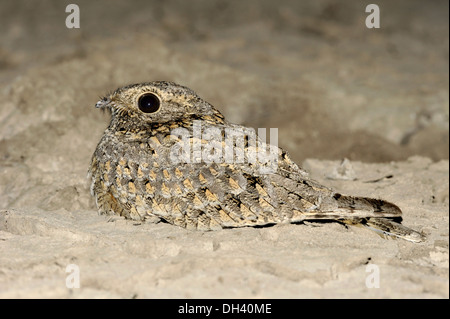 Caprimulgus mahrattensis, syke's nightjar Stock Photo - Alamy