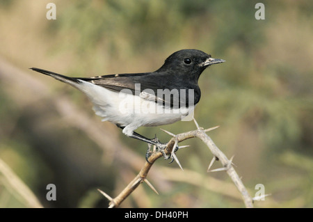 Variable Wheatear (Oenanthe picata), perched, Little Rann of Kutch ...
