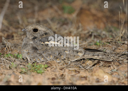 Savanna Nightjar (Caprimulgus affinis Stock Photo - Alamy