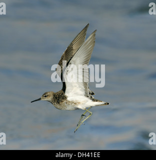 Ruff in flight Stock Photo - Alamy