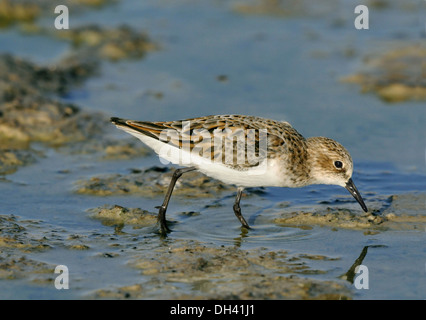 Little stint (Calidris minuta) eating a worm Stock Photo - Alamy