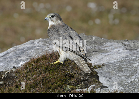 Merlin (Falco columbarius) Portrait of this falcon, sitting om fence ...