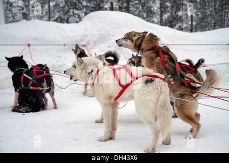 Huskies. Working sled dogs, Lapland, Sweden Stock Photo - Alamy