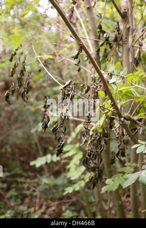Blackened dead ash leaves still hanging on the tree: tell-tale symptom ...