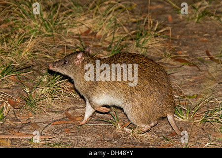 Australian bandicoot, a nocturnal animal, at Wallingat National Park ...