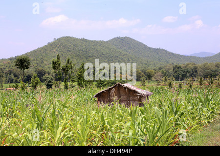 Maize, corn, plantations, Karnataka, India Stock Photo - Alamy