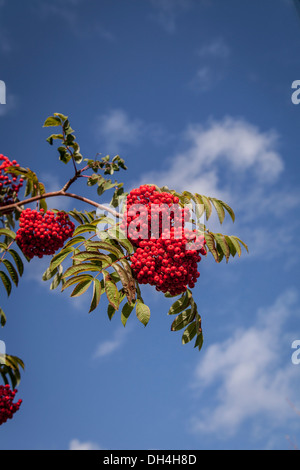 Red clusters of mountain ash on a branch in late autumn. Red rowan ...