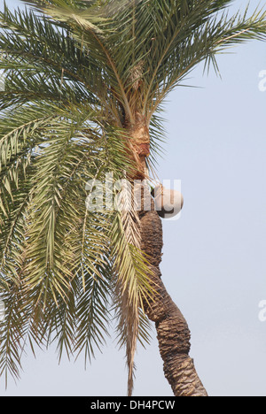 Toddy palm tree, Orissa, India Stock Photo - Alamy