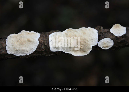 Byssomerulius corium, netted crust fungus, wild polypore from Finland ...