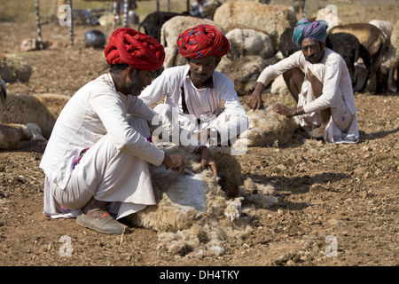 Gadaria shearing wool from sheep, Gadaria tribe, Madhya Pradesh, India ...