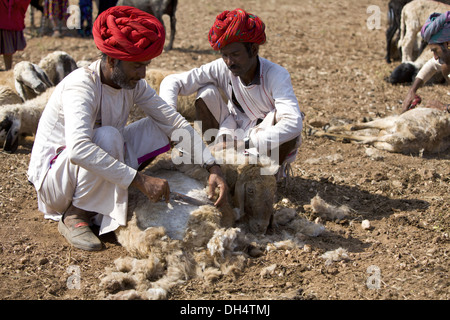 Gadaria shearing wool from sheep, Gadaria tribe, Madhya Pradesh, India ...