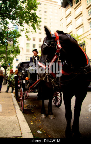 Chicago Horse & Carriage Stock Photo - Alamy