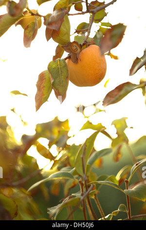 fresh persimmons on tree in autumn Stock Photo - Alamy