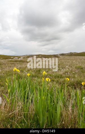 Flora of the Isle of Mull-Scotland Stock Photo - Alamy