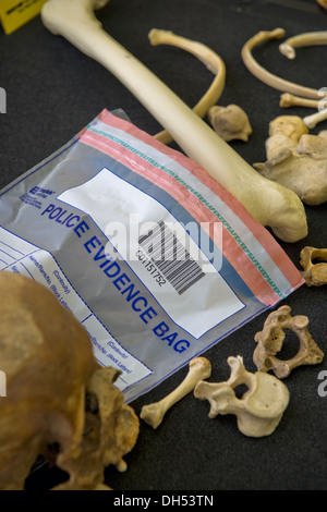 Human and animal remains laboratory exhibits with a Police Evidence Bag ...